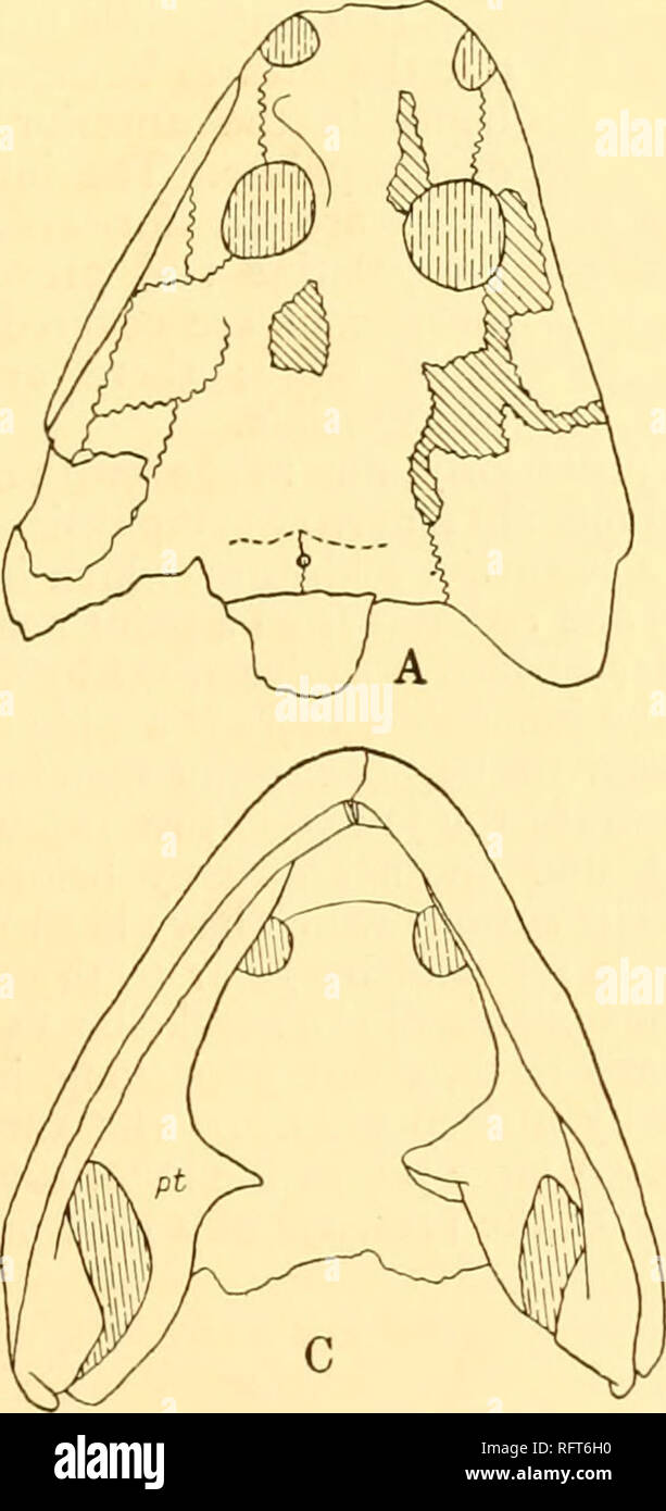 . Carnegie Institution of Washington publication. MORPHOLOGICAL ...