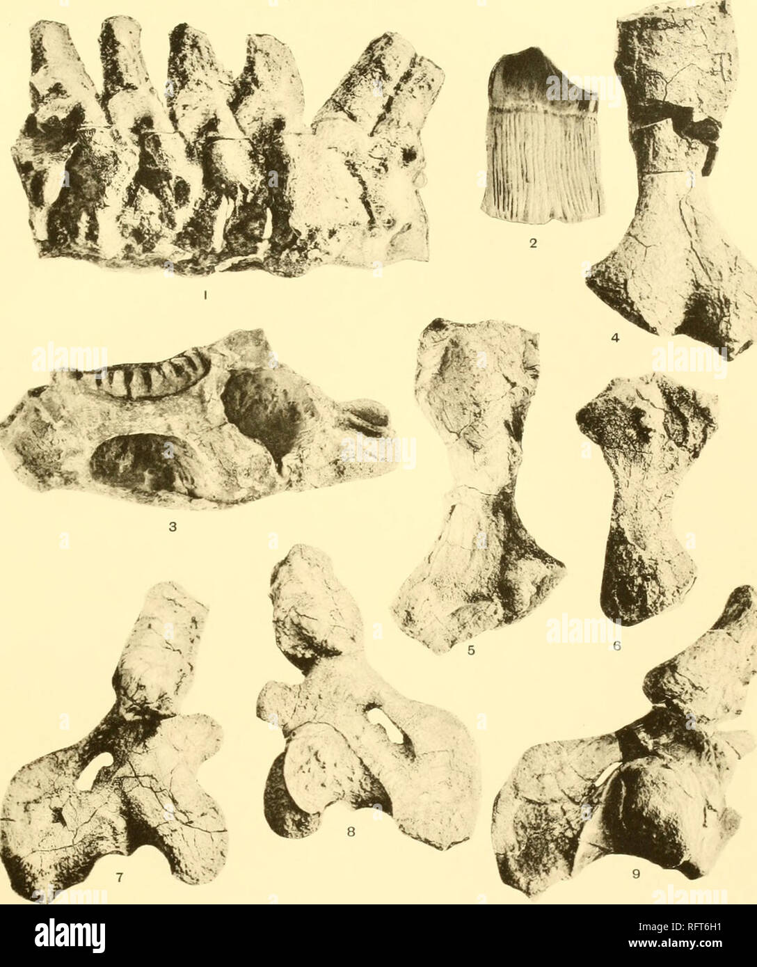 Diadectes hi-res stock photography and images - Alamy