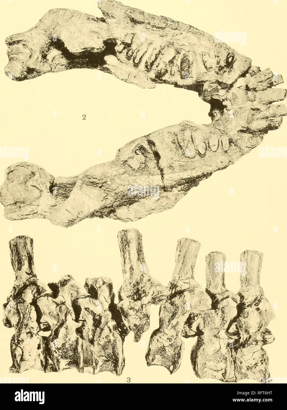 Diadectes hi-res stock photography and images - Alamy