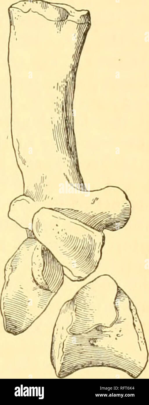 . Carnegie Institution of Washington publication. . Fig. 28. Fig. 29 ...