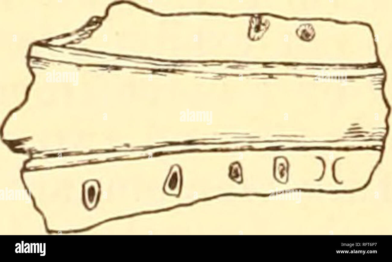 . Carnegie Institution of Washington publication. 78 AMPHIBIA AND ...