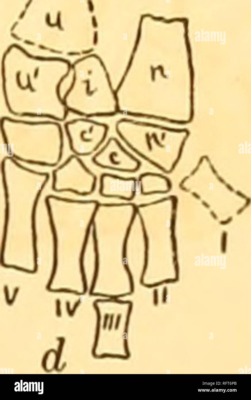 . Carnegie Institution of Washington publication. . Fig. 48 ...