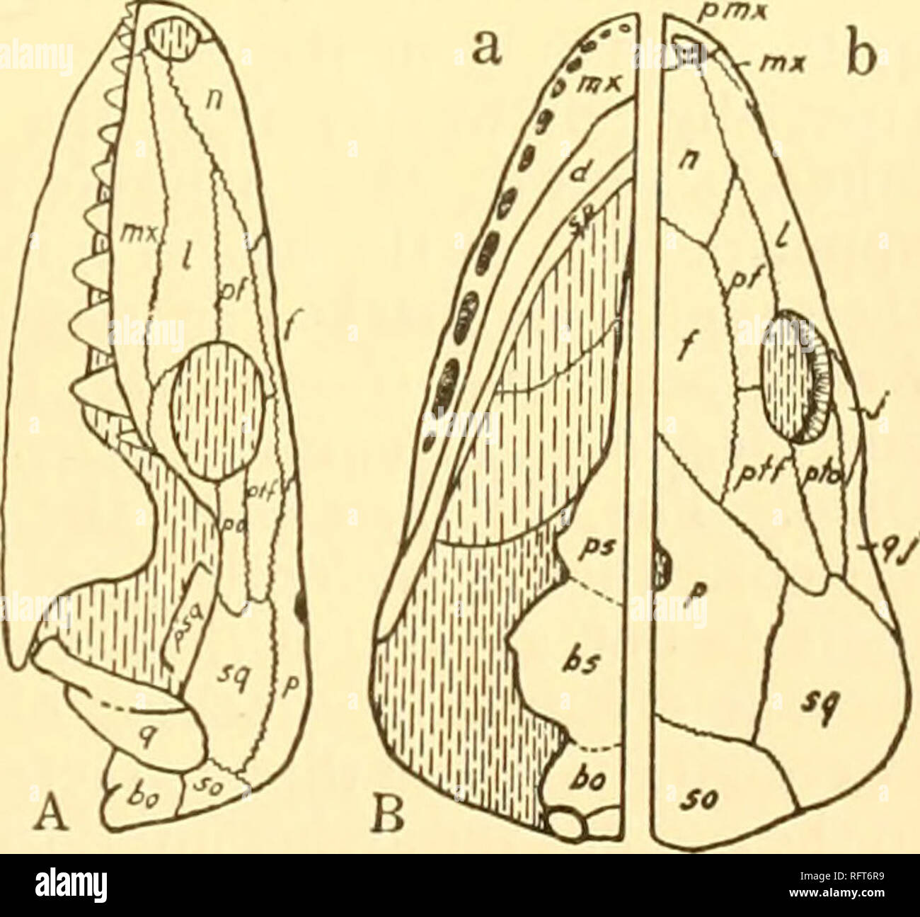. Carnegie Institution of Washington publication. SYSTEMATIC REVISION ...