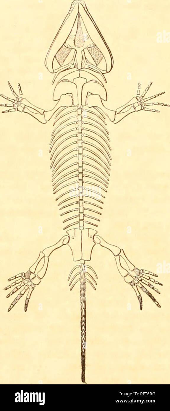. Carnegie Institution of Washington publication. 100 A REVISION OF THE ...