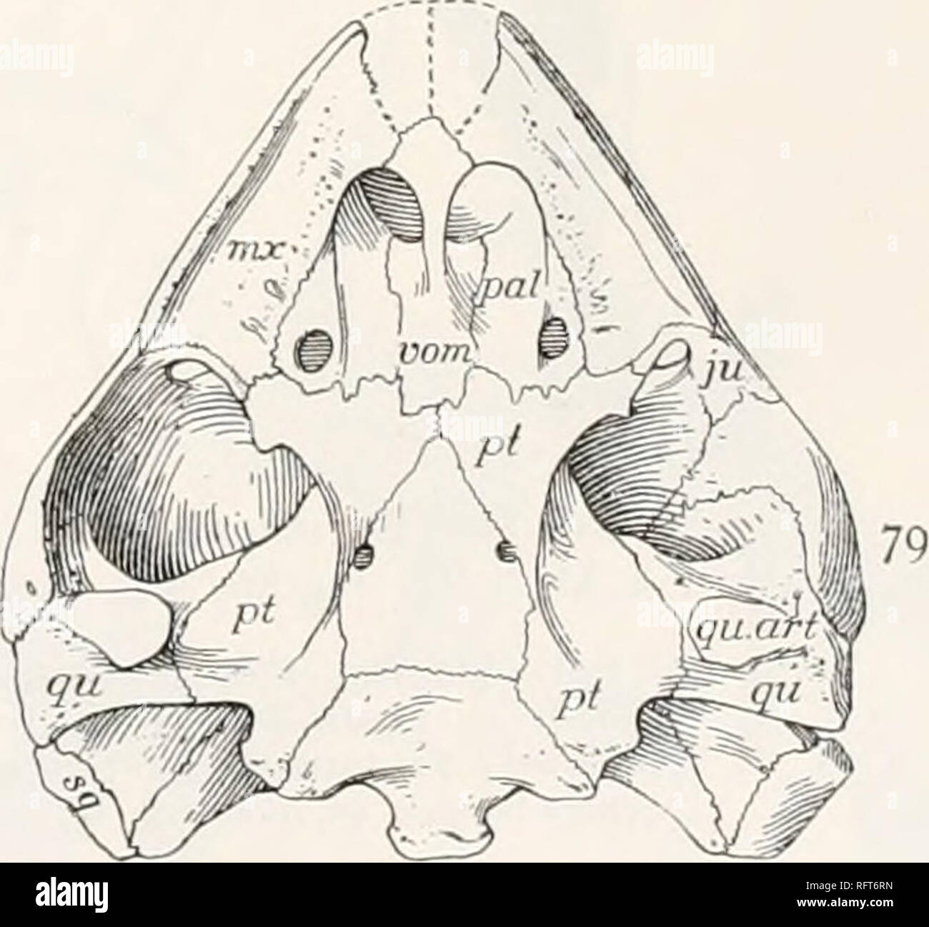 . Carnegie Institution of Washington publication. . Figs. 78 AND 79 ...