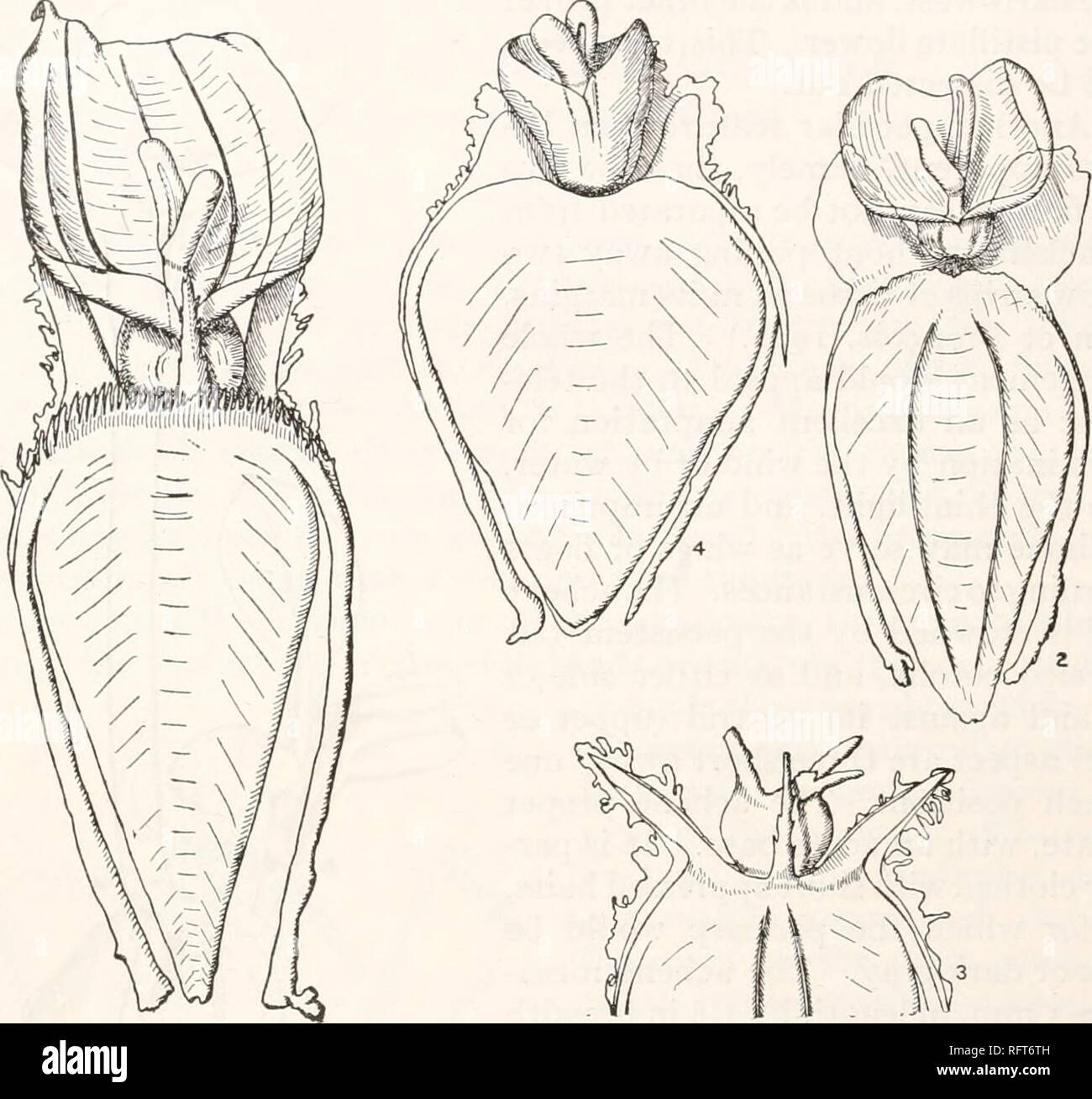 Parthenium hysterophorus hi-res stock photography and images - Alamy