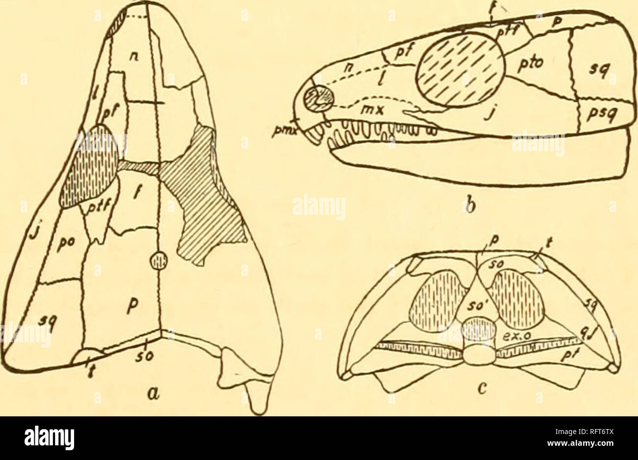Lateral pterygoid plate hi-res stock photography and images - Alamy