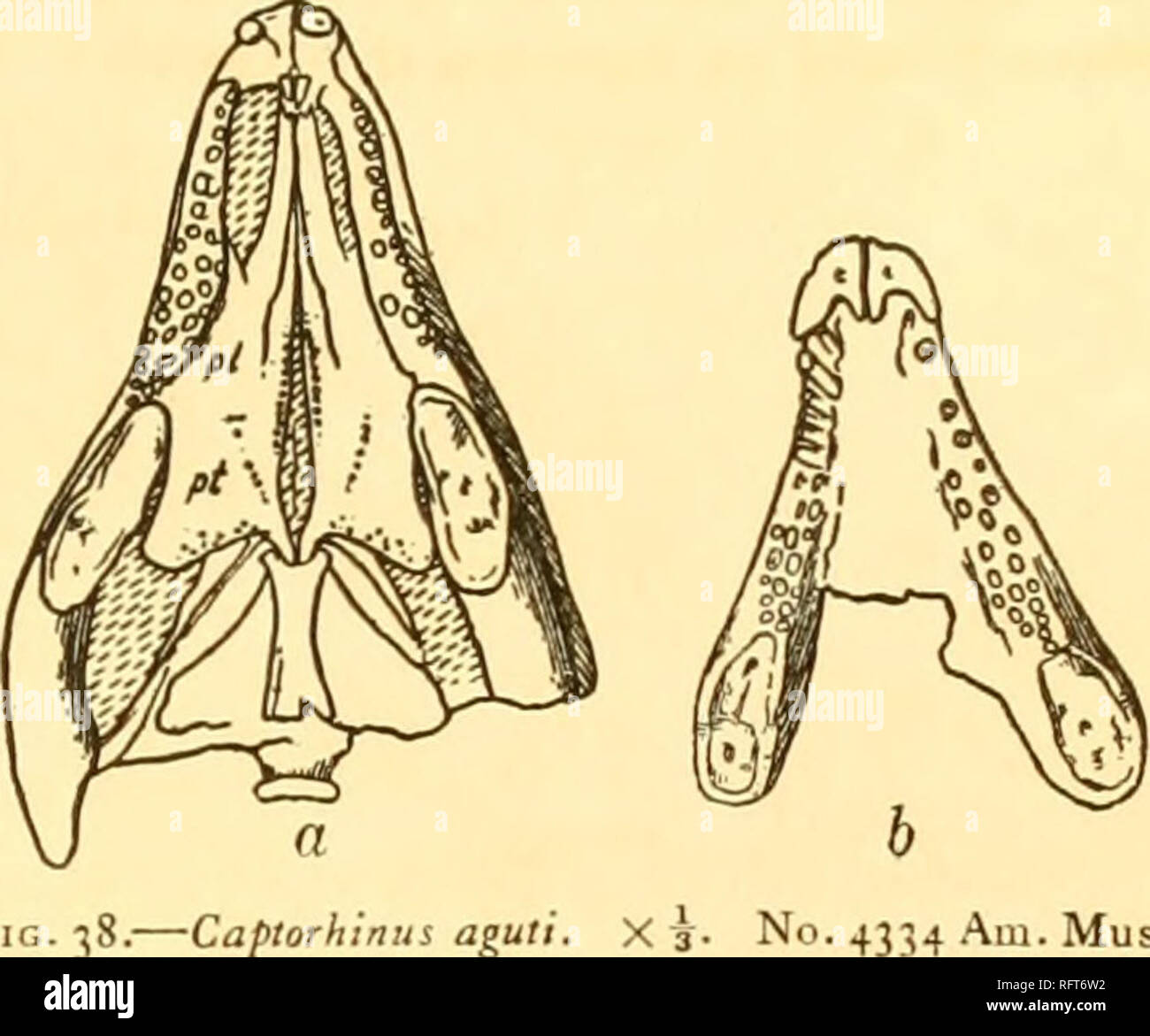 . Carnegie Institution of Washington publication. MORPHOLOGICAL ...
