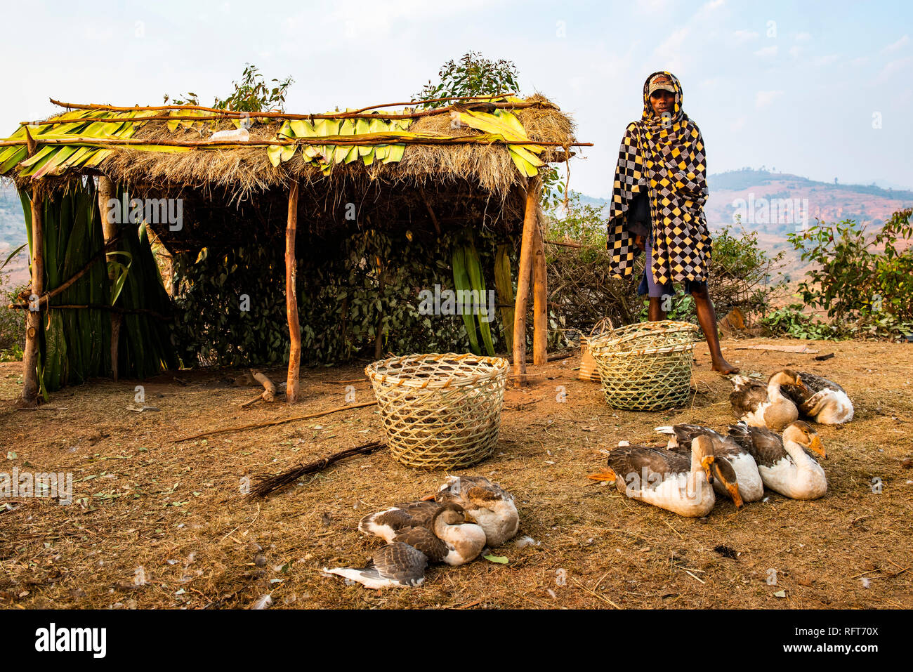 Real geese hi-res stock photography and images - Alamy