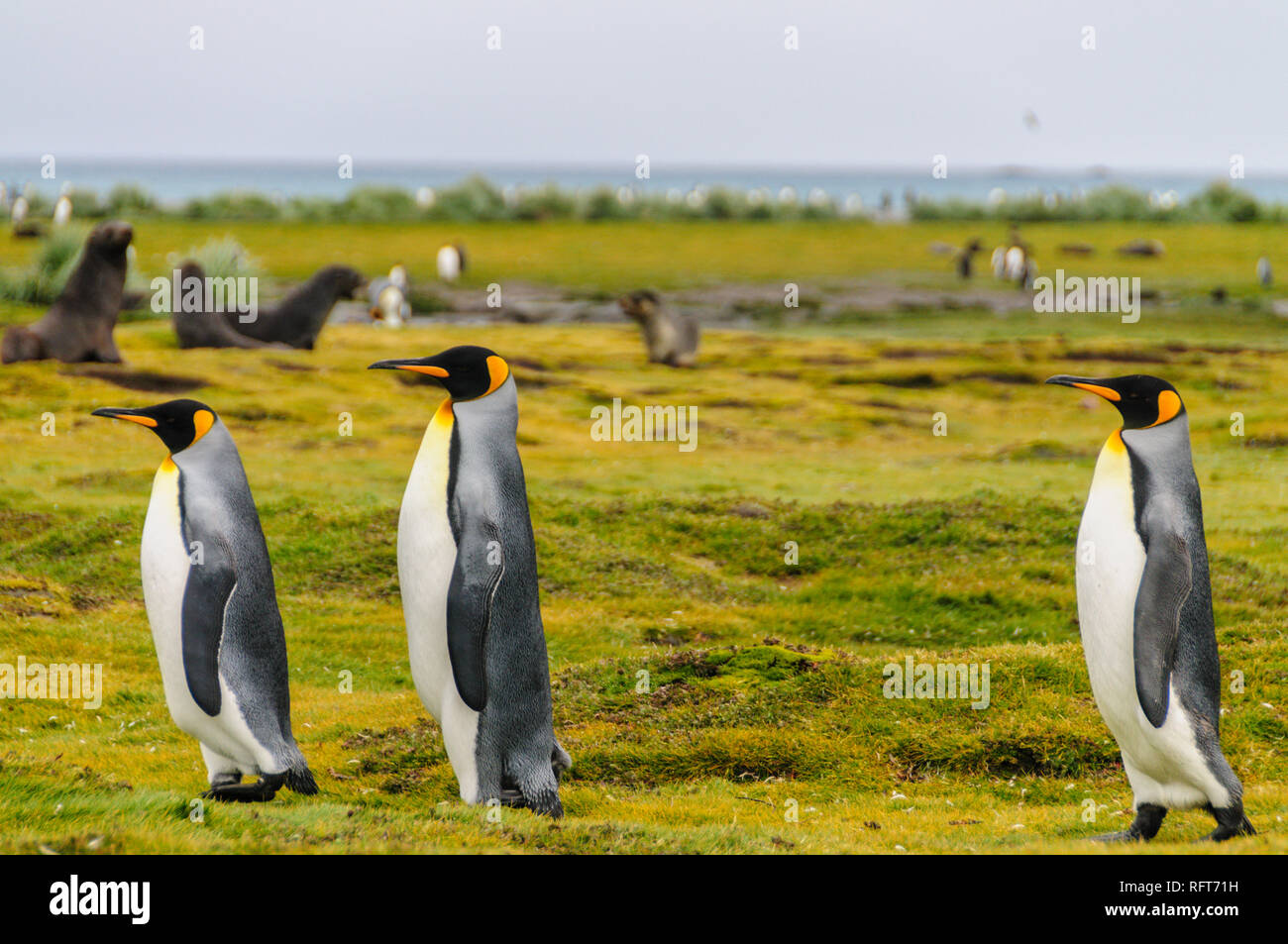 Baby emperor penguin walking hi-res stock photography and images - Alamy