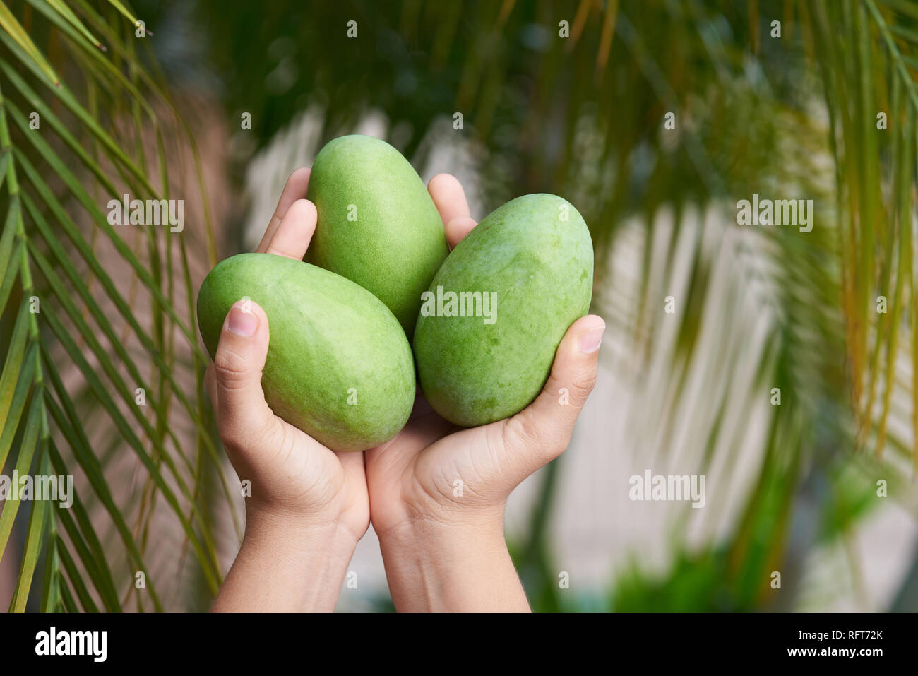 Hands holding mangoes hi-res stock photography and images - Alamy