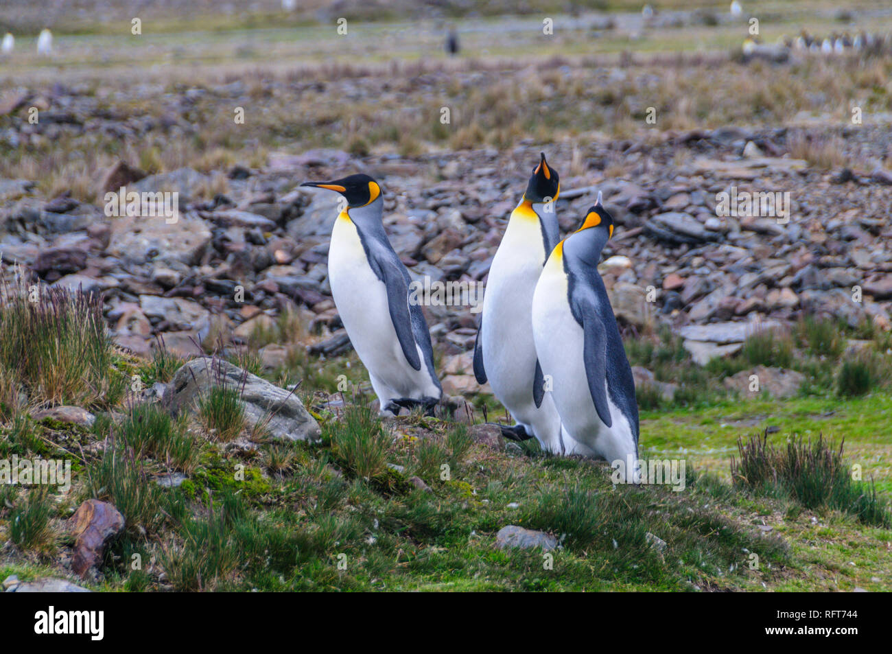 Three King Penguins - Aptenodytes patagonicus - Standing Next to each ...