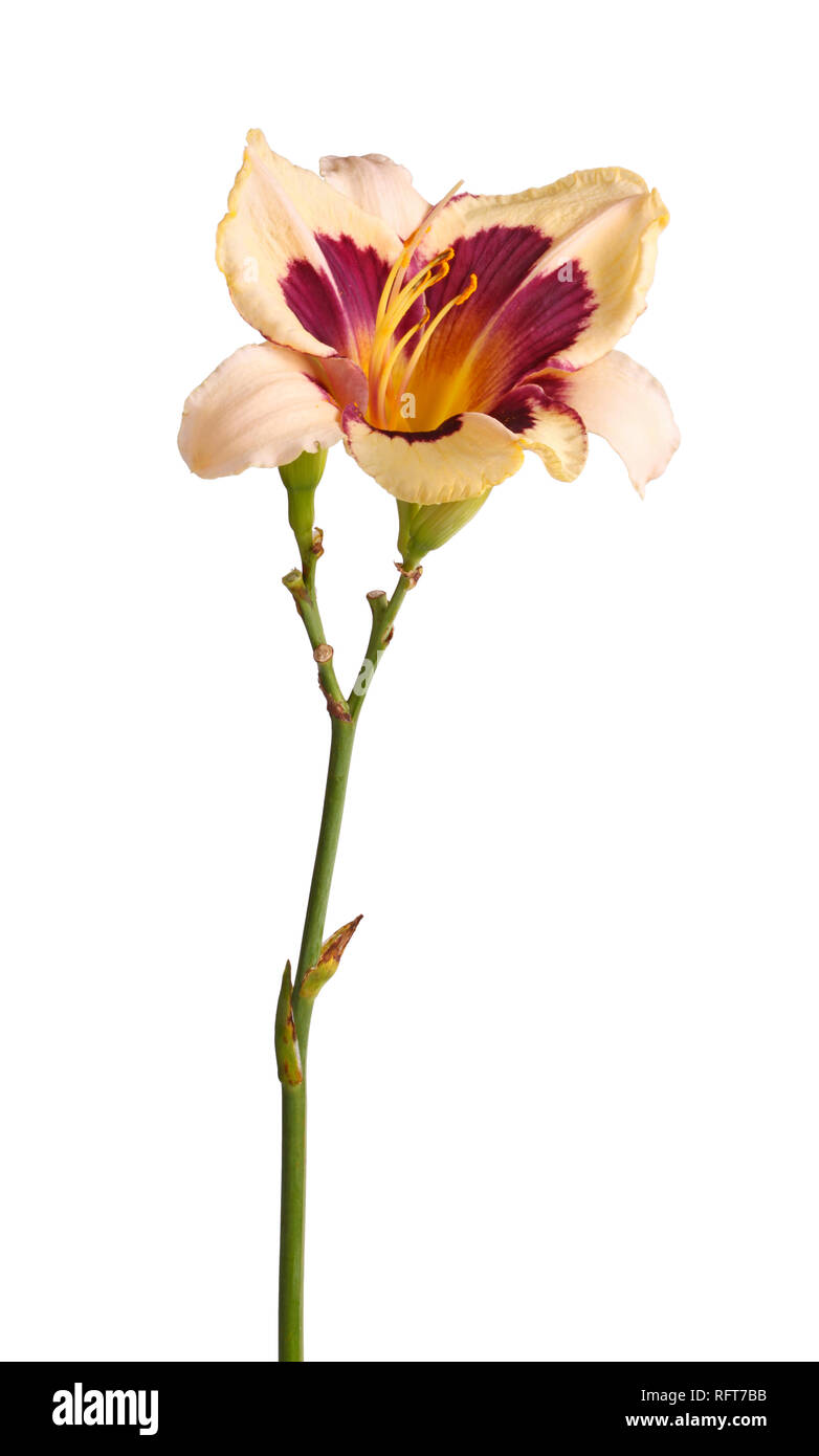 Maroon stem hi-res stock photography and images - Alamy