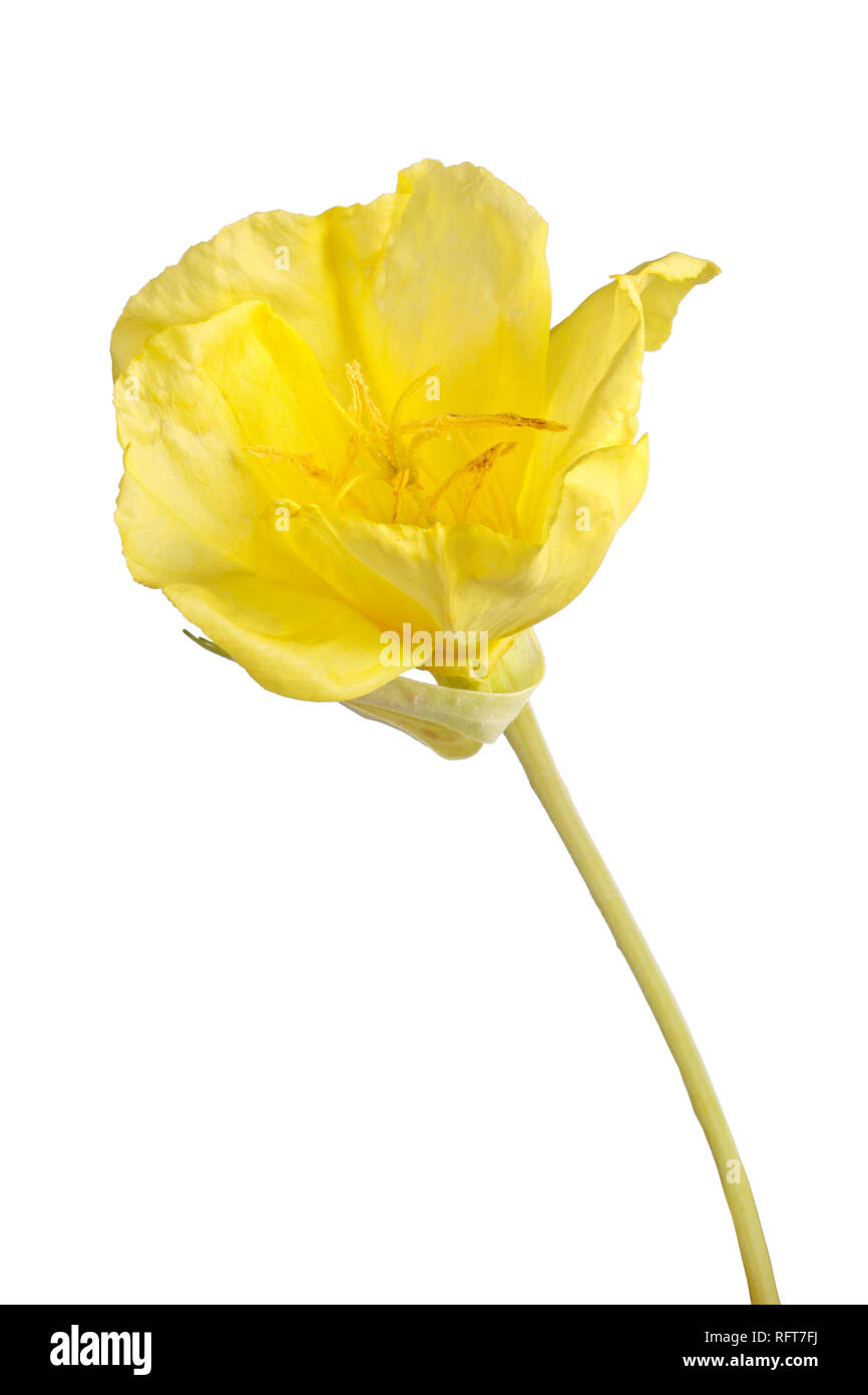 Stem with a single bright yellow flower of Missouri evening primrose ...