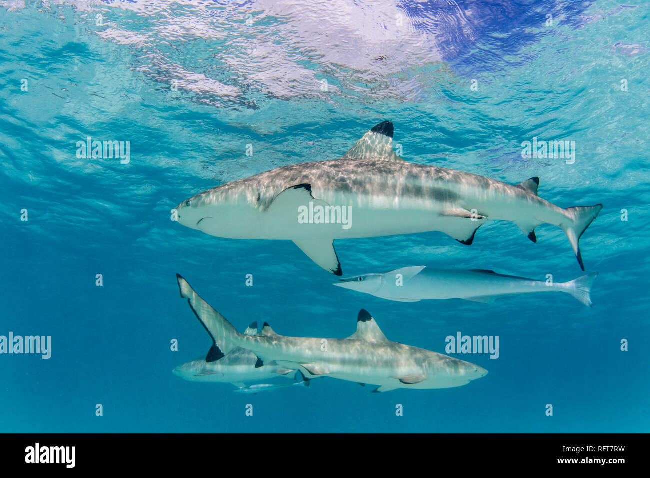 Blacktip reef sharks (Carcharhinus melanopterus), cruising the shallow ...