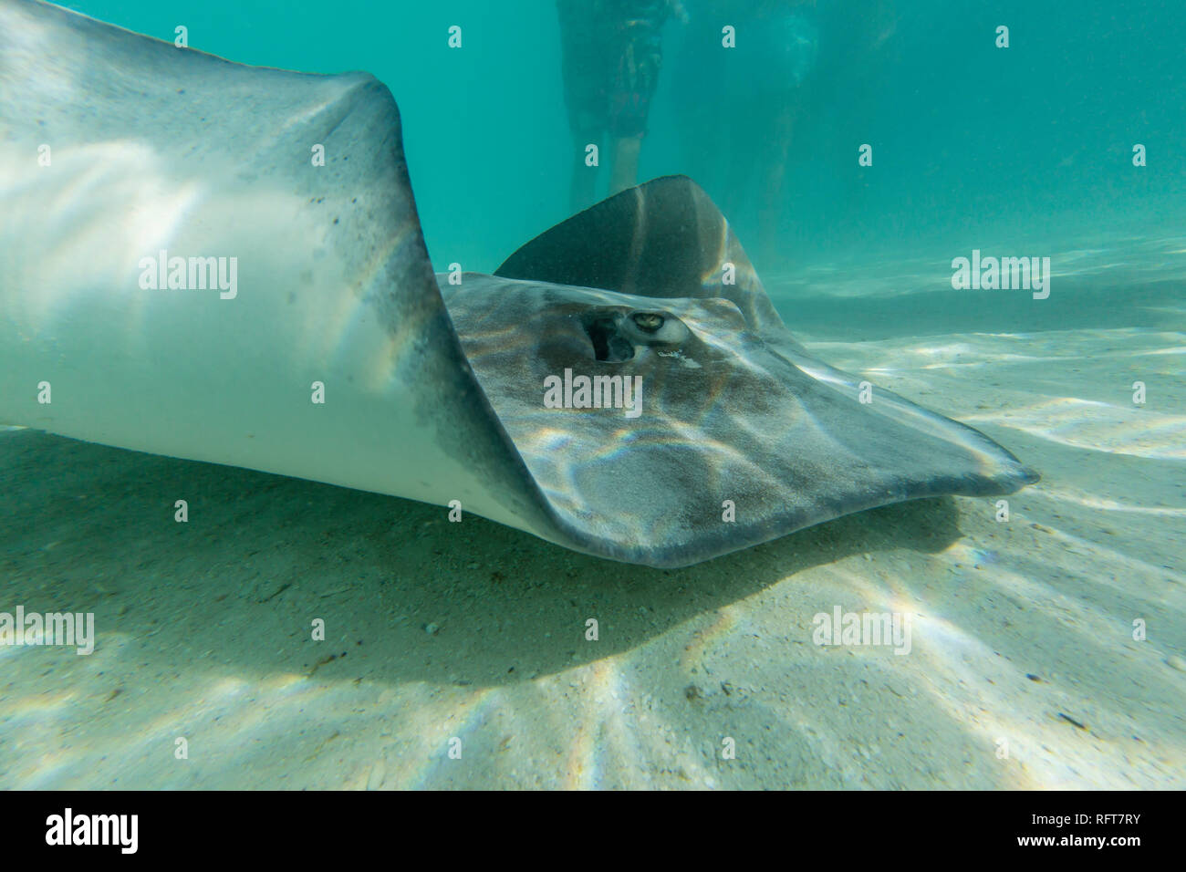 Giant stingray (Dasyatis spp) cruising with tourists in the shallow ...