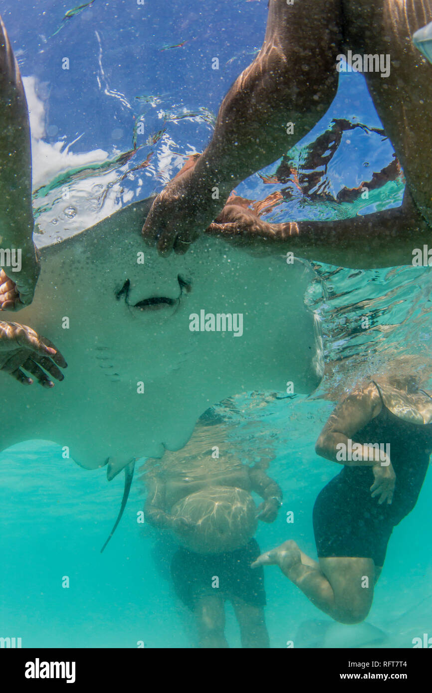 Giant stingray (Dasyatis spp), being fed by local guide in the shallow ...