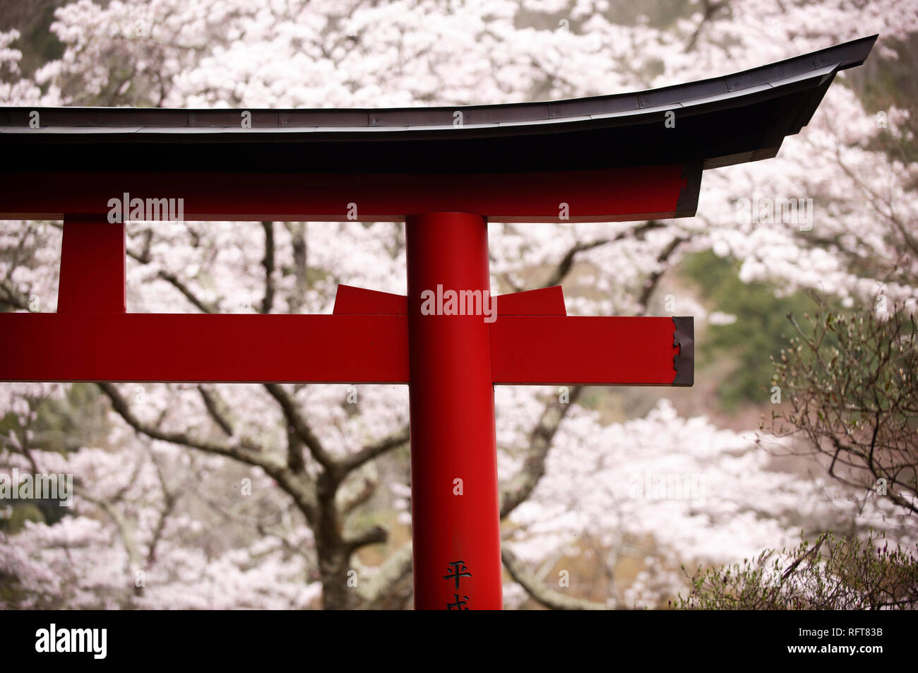 Torii gate during cherry blossom season, Hakuryu-en garden, Kyoto ...