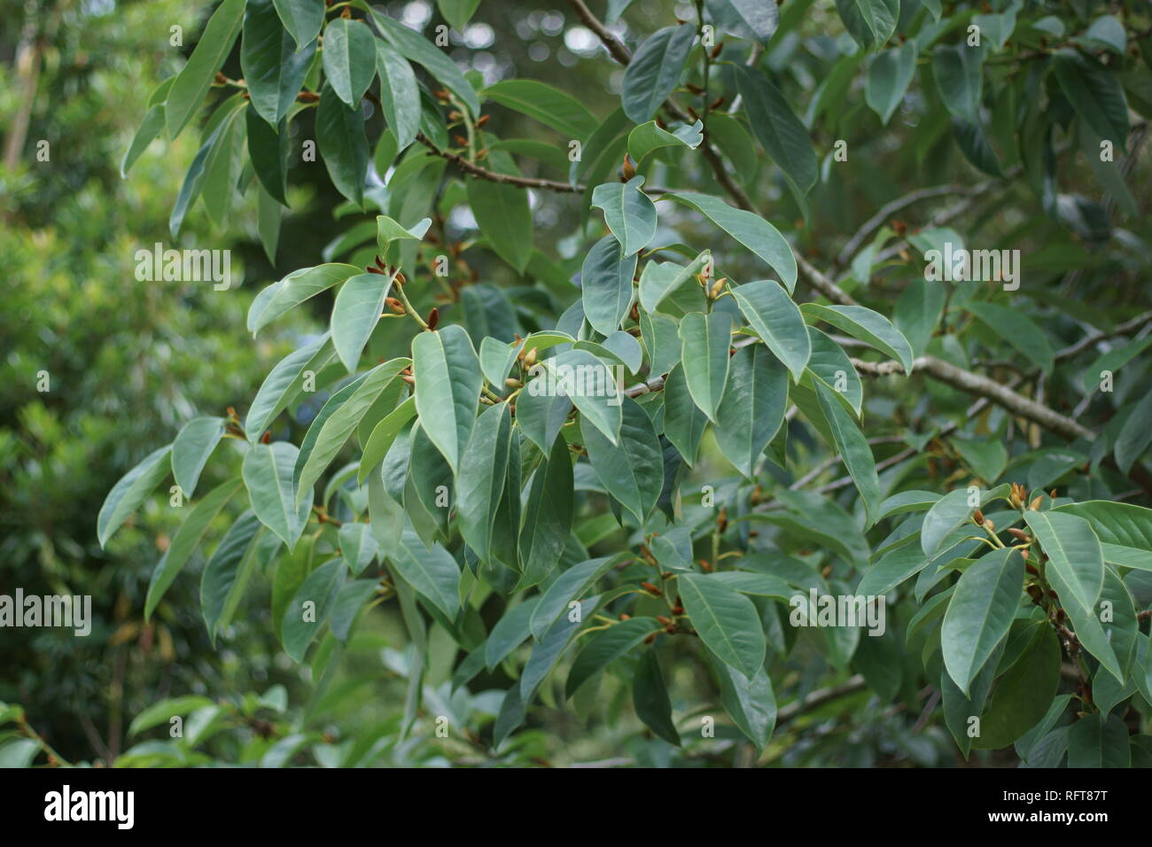 Silver cloud hi-res stock photography and images - Alamy