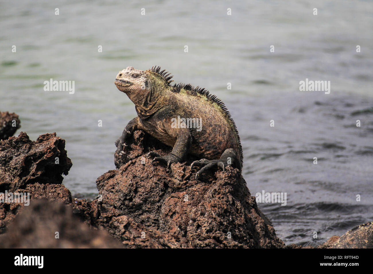 Marina iguana at Galapagos islands, Ecuador Stock Photo - Alamy