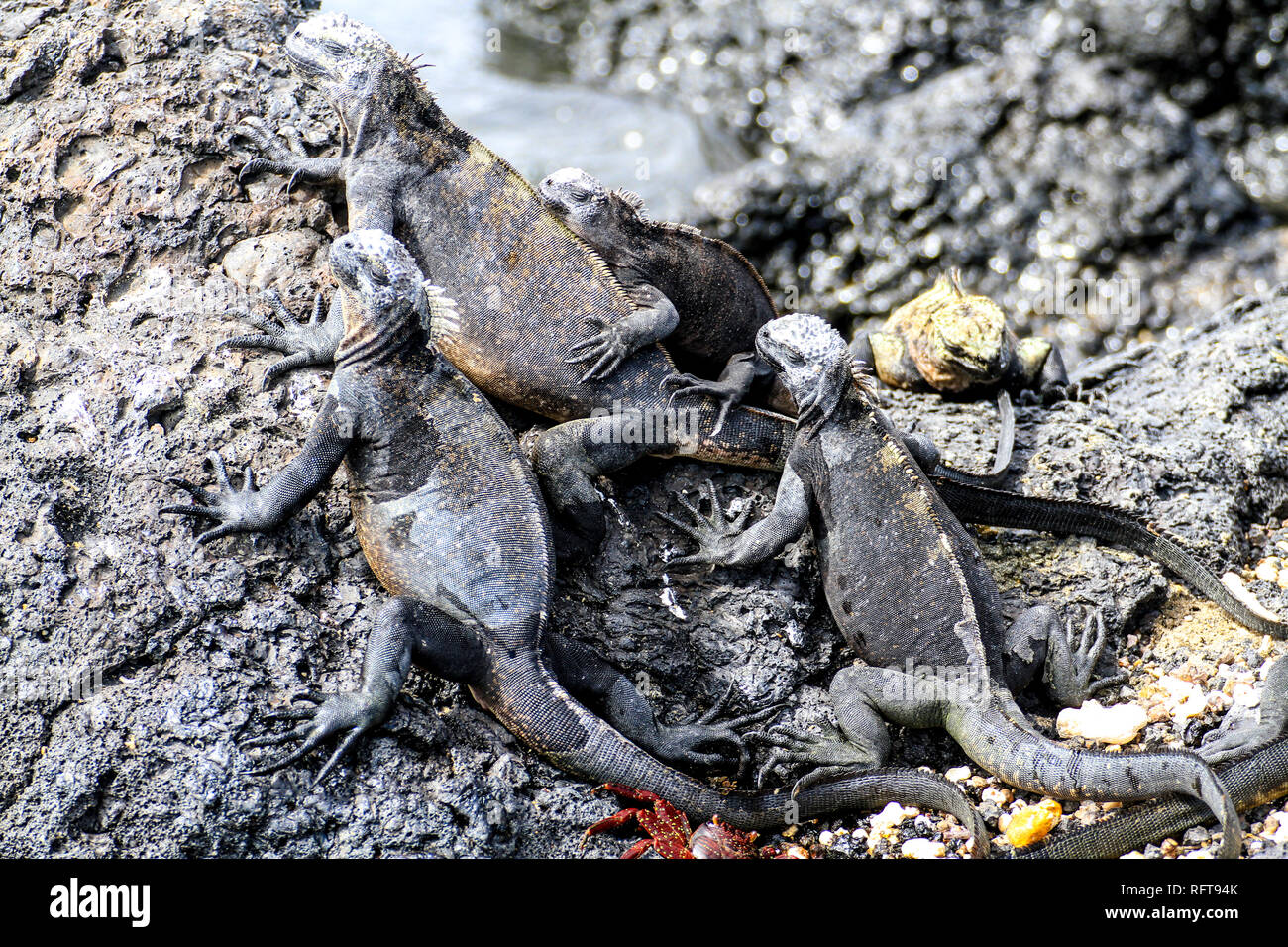 Marina iguana at Galapagos islands, Ecuador Stock Photo - Alamy