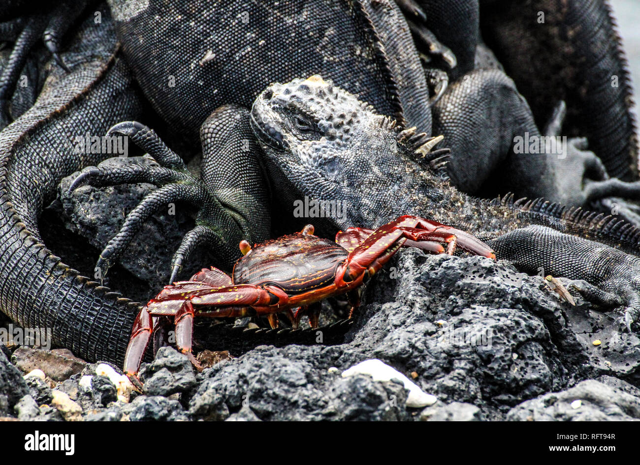Marina iguana at Galapagos islands, Ecuador Stock Photo - Alamy