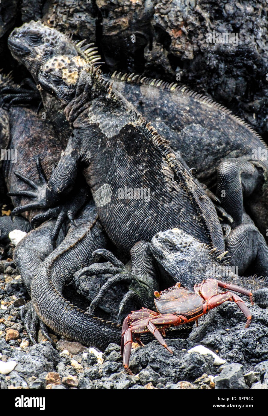Marina iguana at Galapagos islands, Ecuador Stock Photo - Alamy