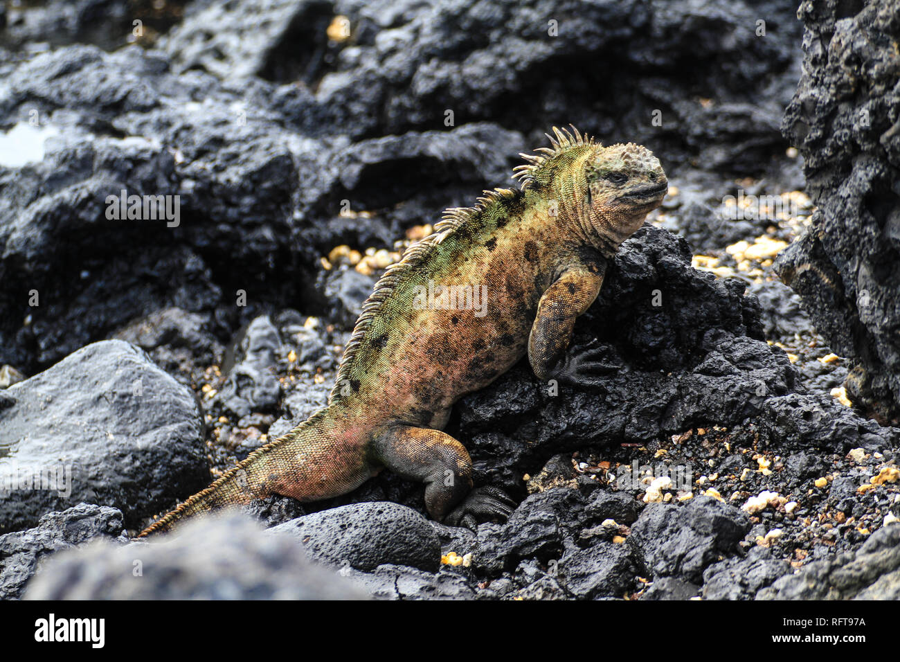 Iguana marina hi-res stock photography and images - Alamy