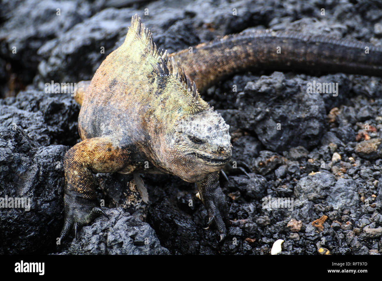 Marina iguana hi-res stock photography and images - Alamy