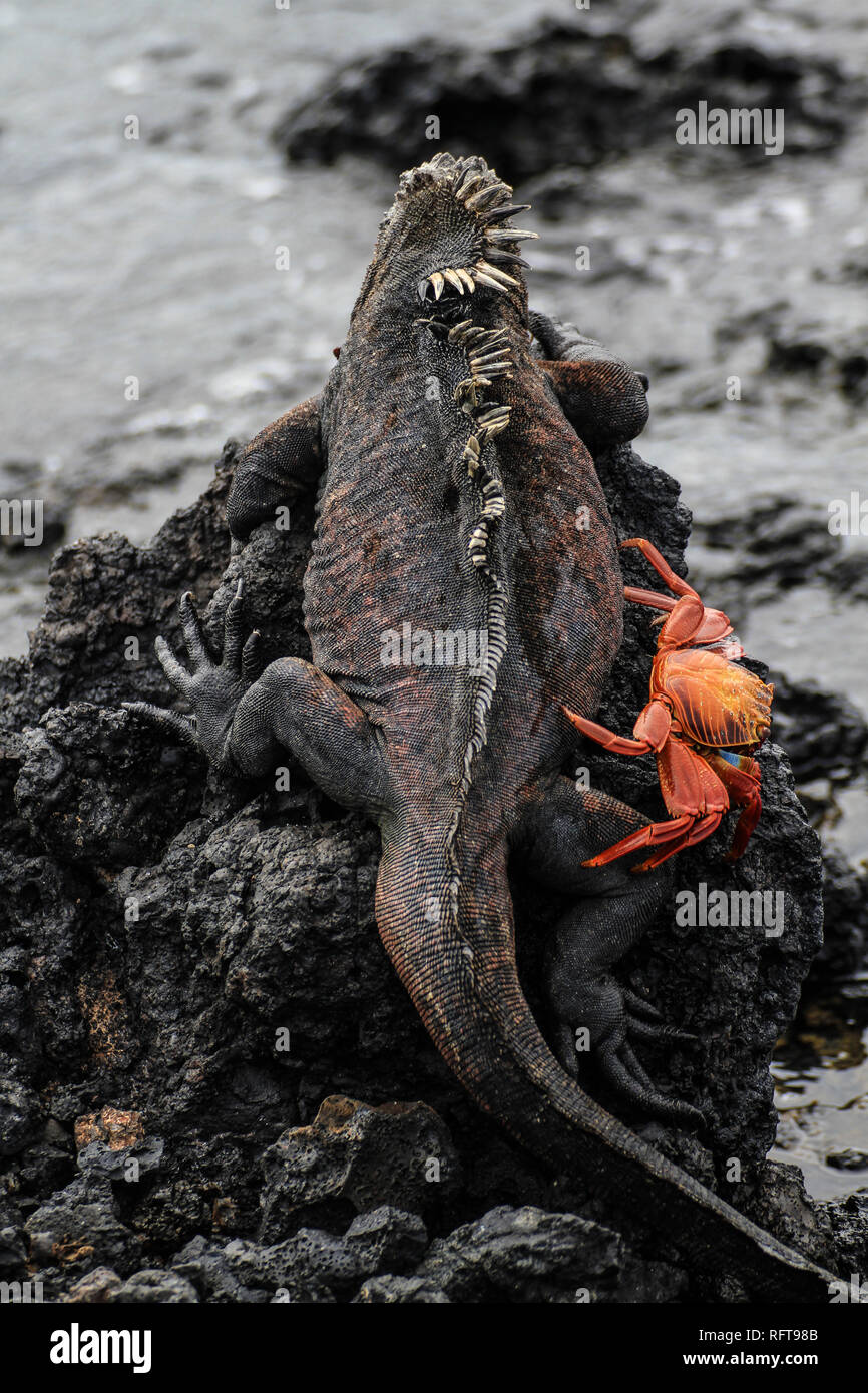 Marina iguana at Galapagos islands, Ecuador Stock Photo - Alamy