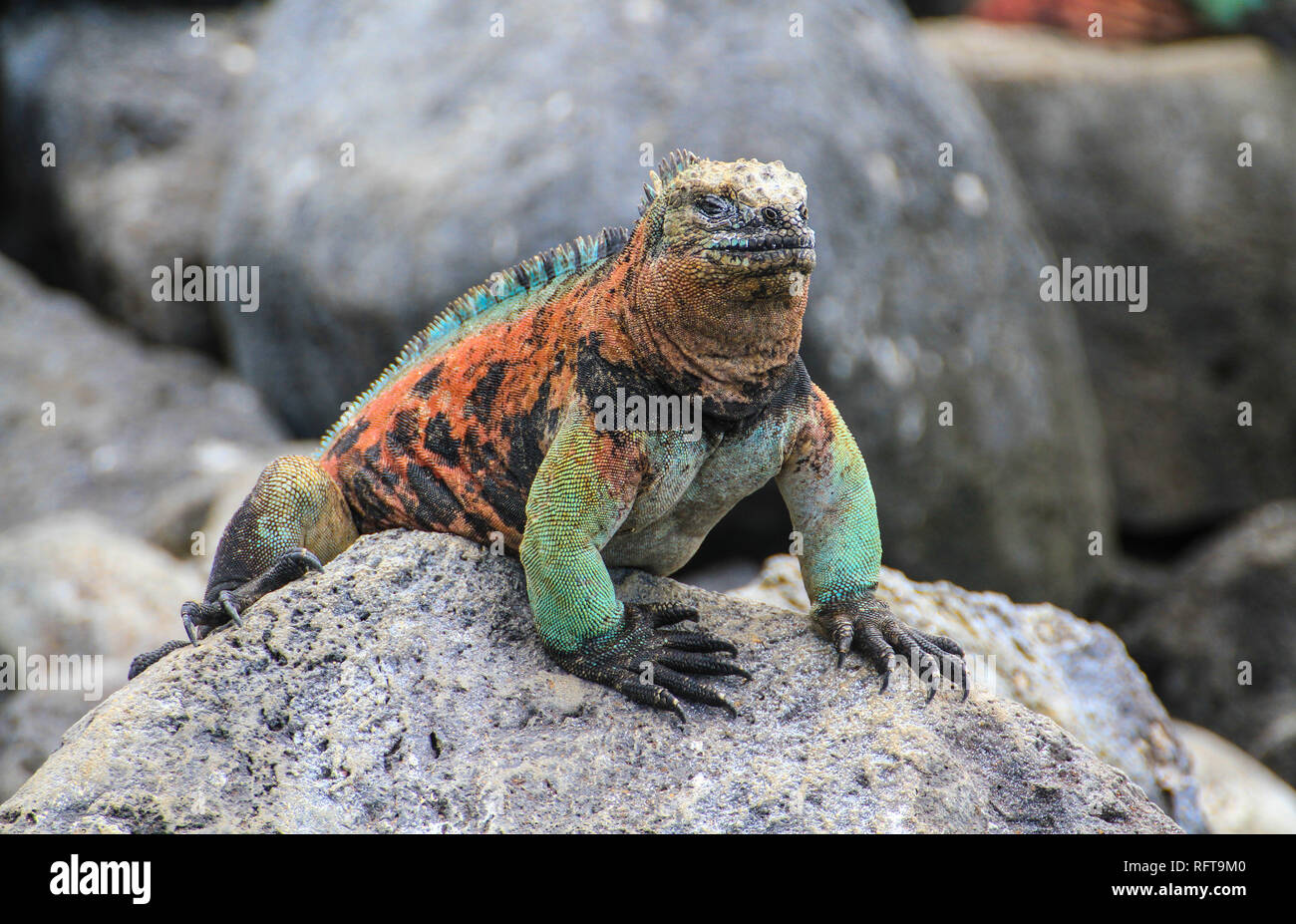 Colorful marina iguana at Galapagos islands, Ecuador Stock Photo - Alamy