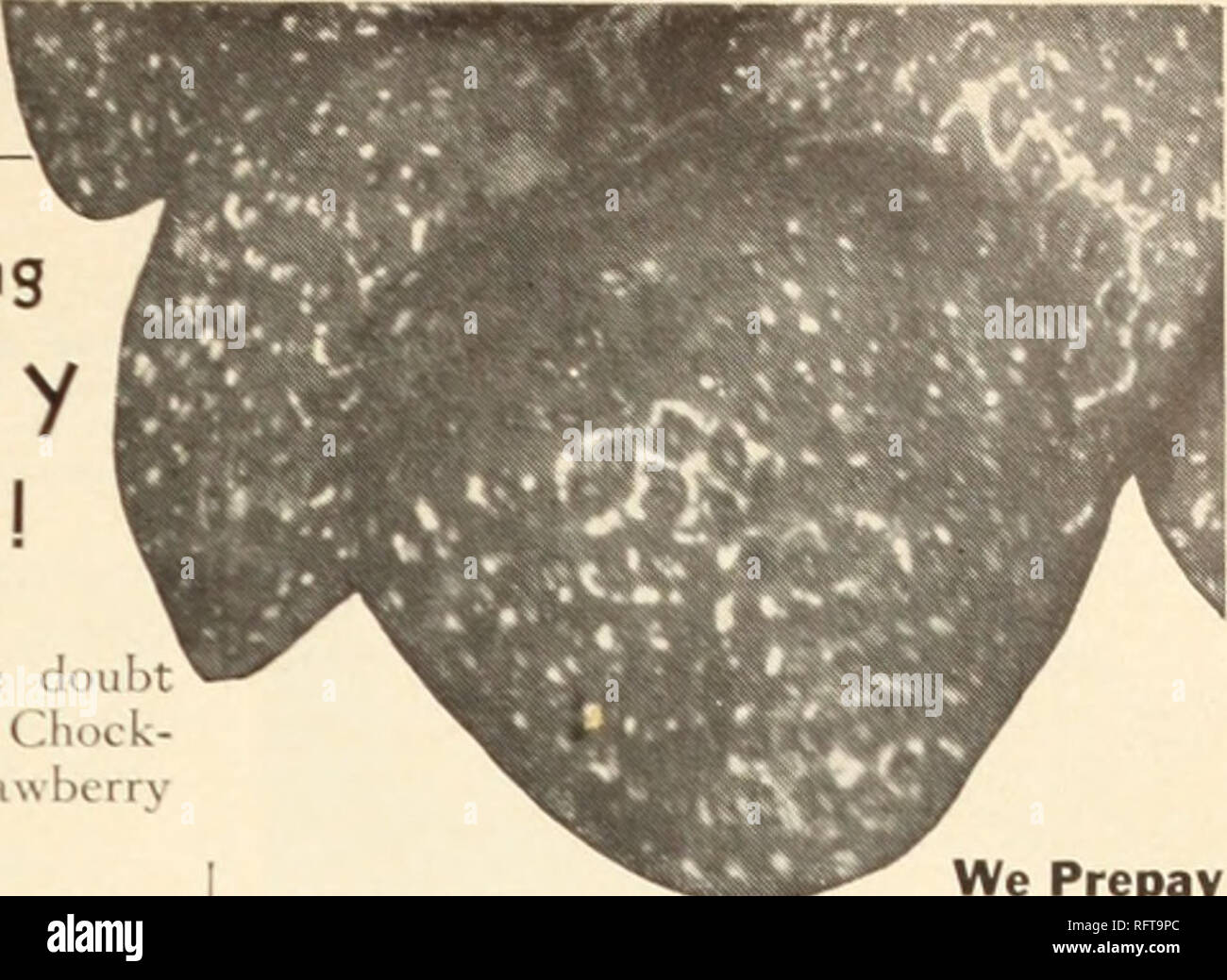 Chock test hi-res stock photography and images - Alamy