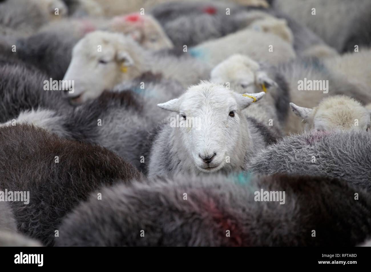 A flock of Herdwick sheep in Cumbria, England, United Kingdom, Europe ...