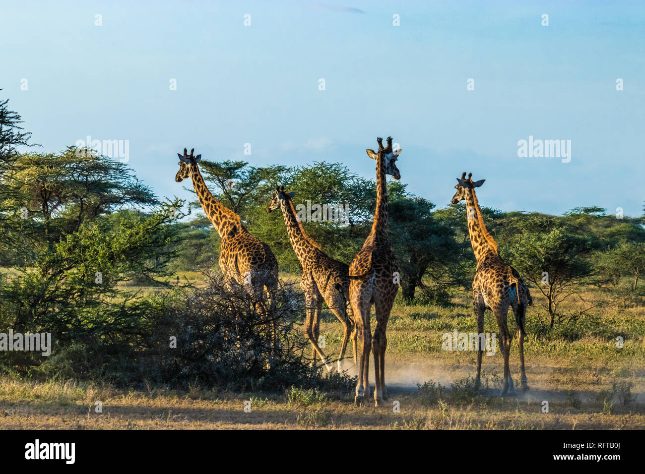Wild animals in the savannah hi-res stock photography and images - Alamy