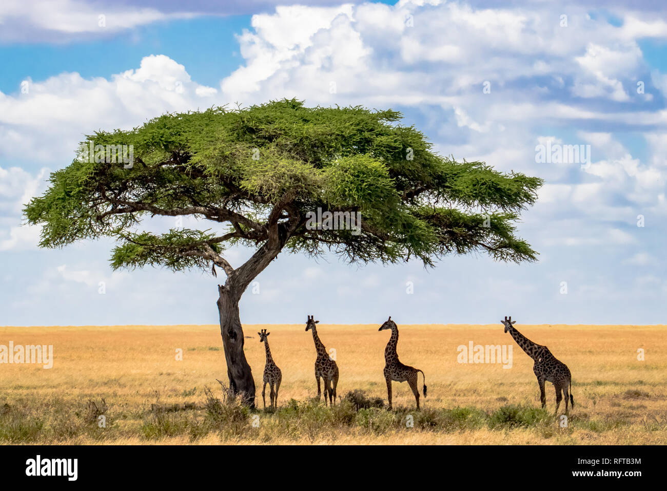 Four giraffes stand under the Acacia tree Stock Photo - Alamy