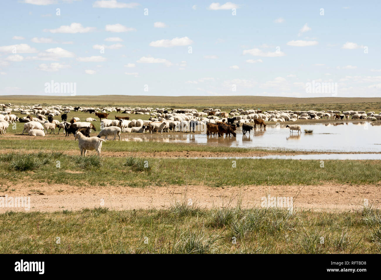 Nomadic herders' flock of sheep and goats on Steppes grasslands of ...