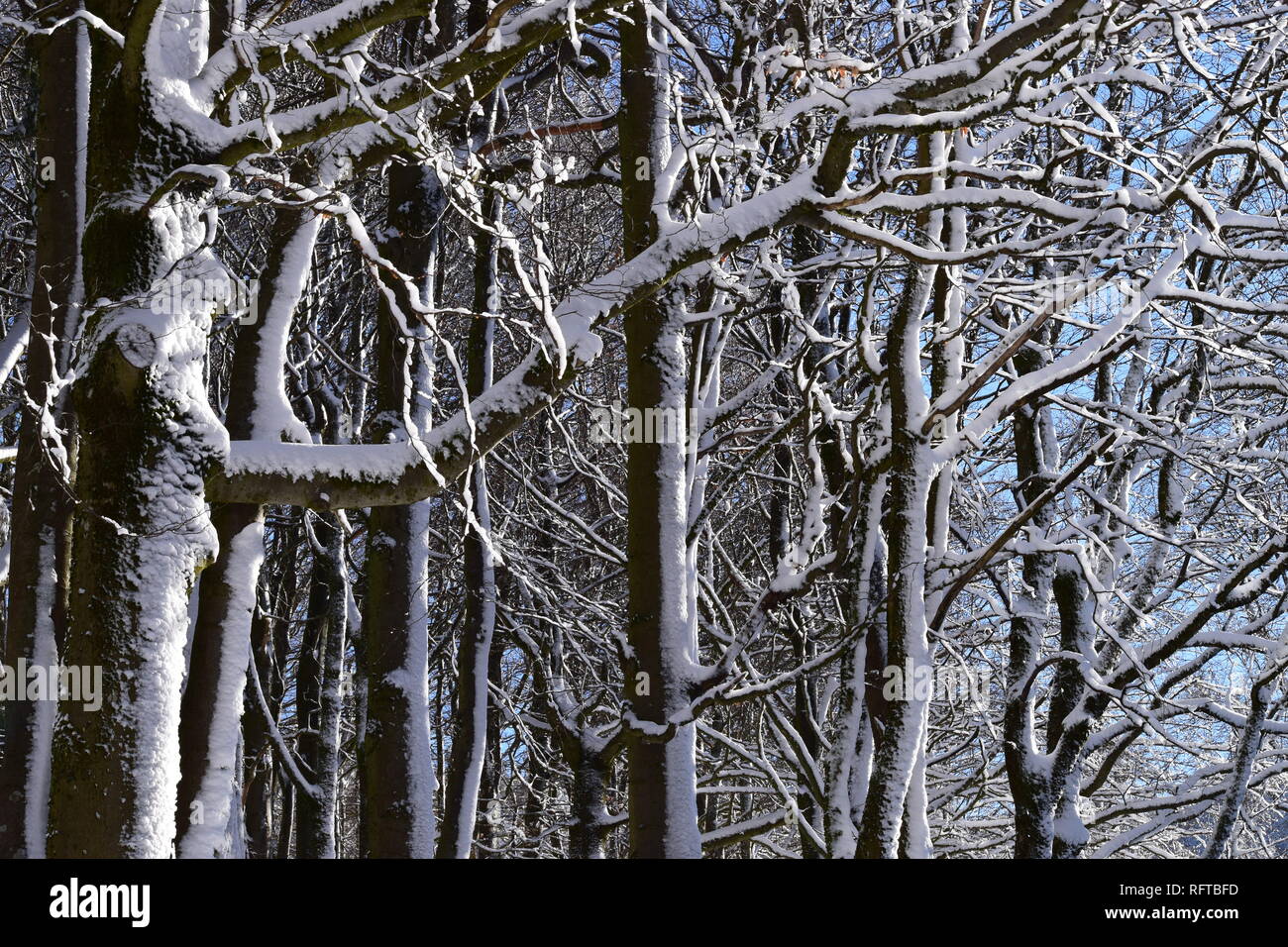 Beech tree forest in Winter Stock Photo - Alamy