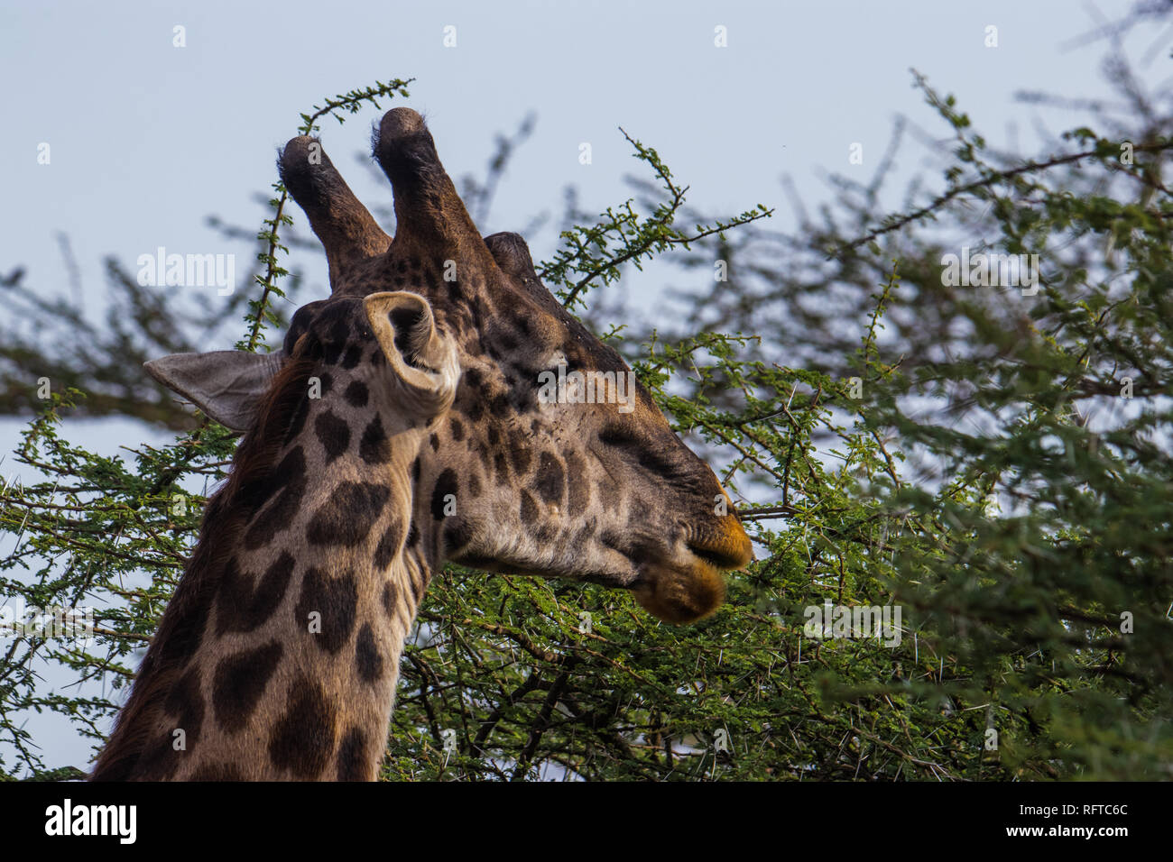 Giraffe eat leaves hi-res stock photography and images - Alamy
