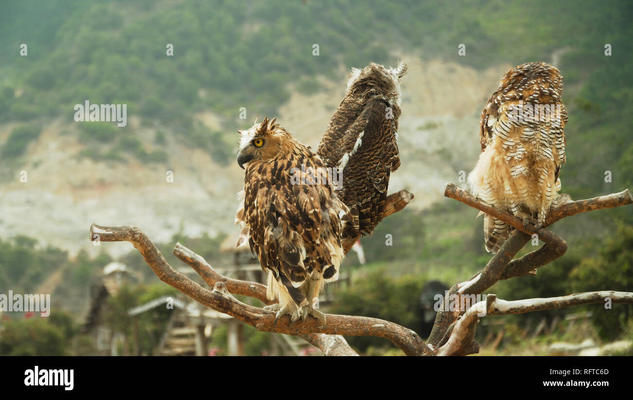 three javanese owls on dry tree branch. owls living on Dieng plateau on ...