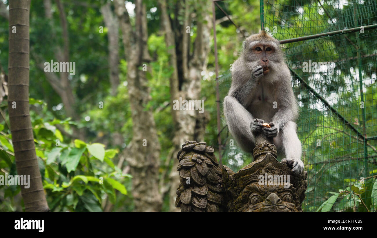 Monkey macaque in the rain forest. Monkeys in the natural environment ...