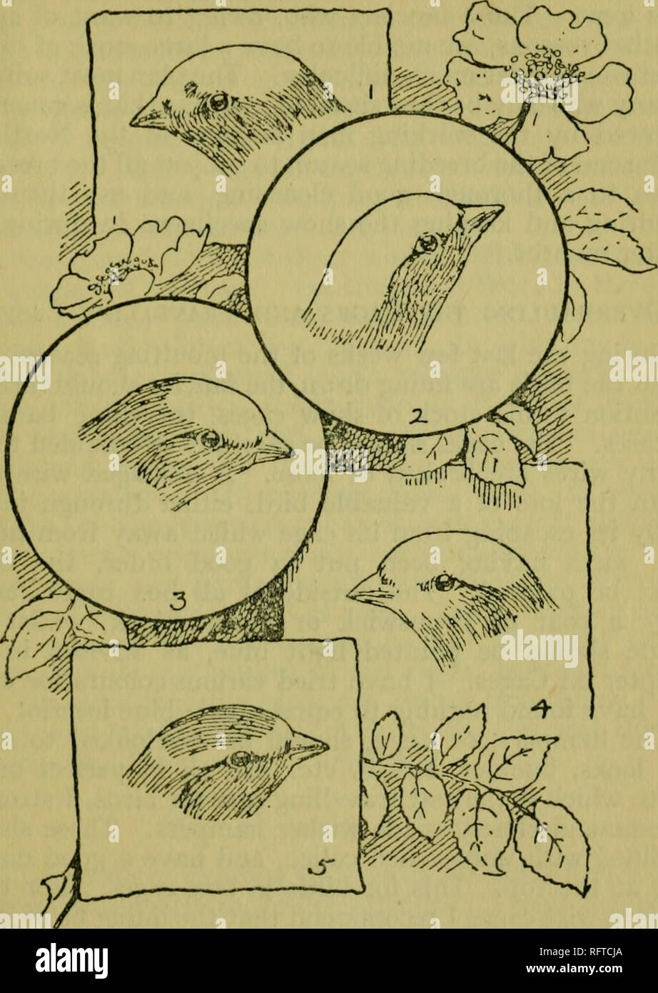 . Canaries, a complete and practical guide to the breeding, exhibiting ...