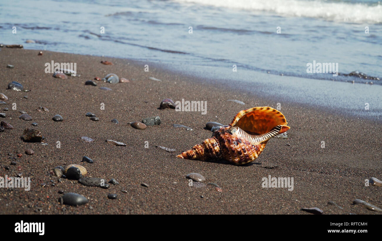 sea shell on sandy beach against sea surf. shell horn on coast seascape ...