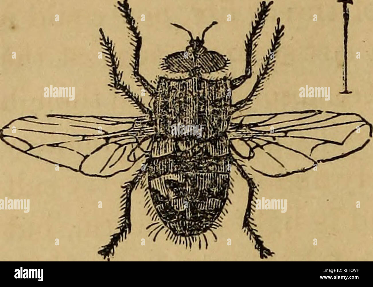 Translucent Caterpillar High Resolution Stock Photography and Images ...