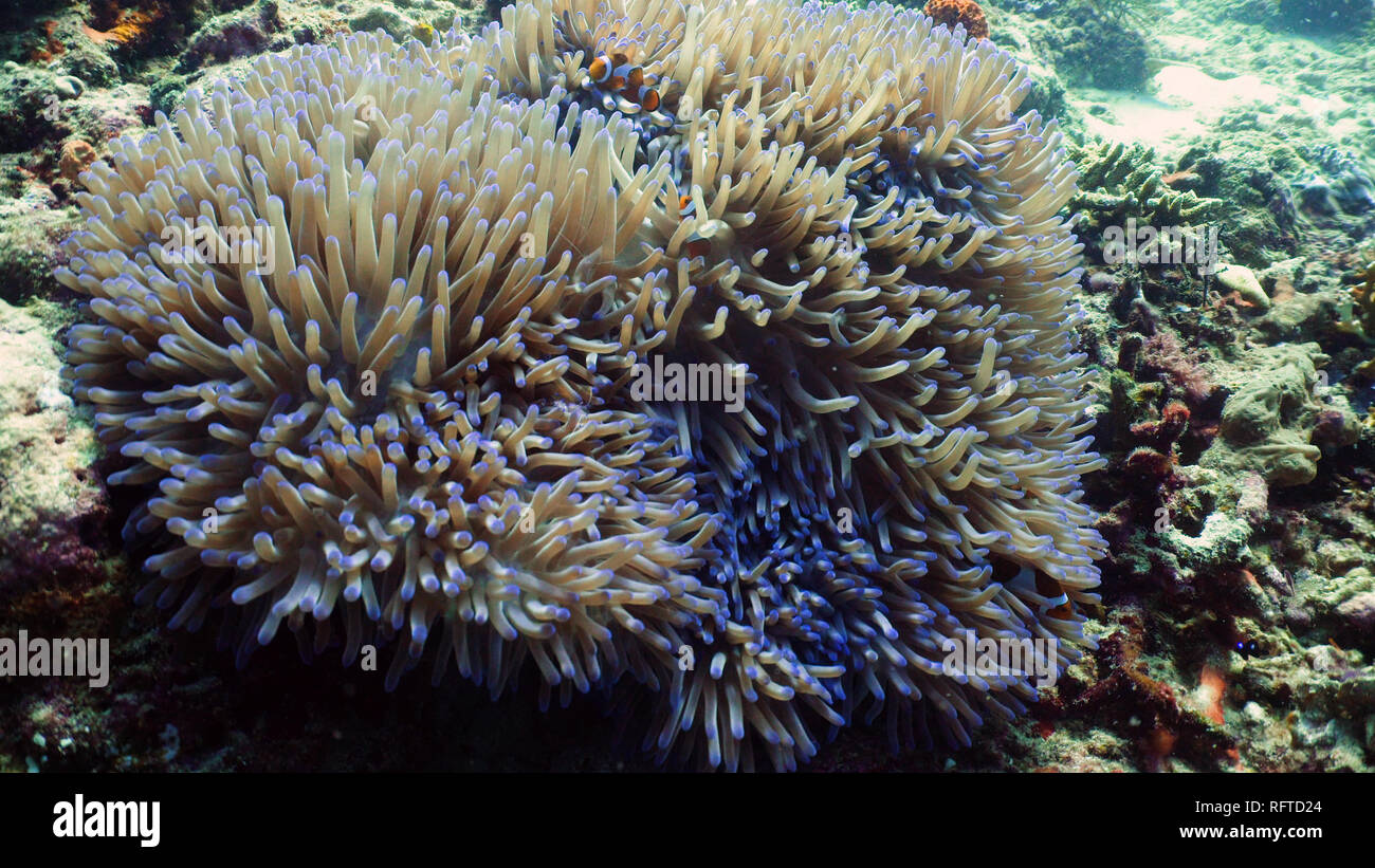 Clown anemonefish on coral reef, tropical fish. underwater world diving ...