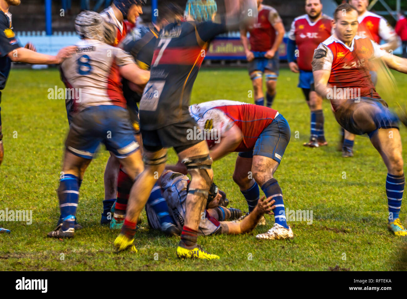 Scrum Halfs High Resolution Stock Photography and Images - Alamy