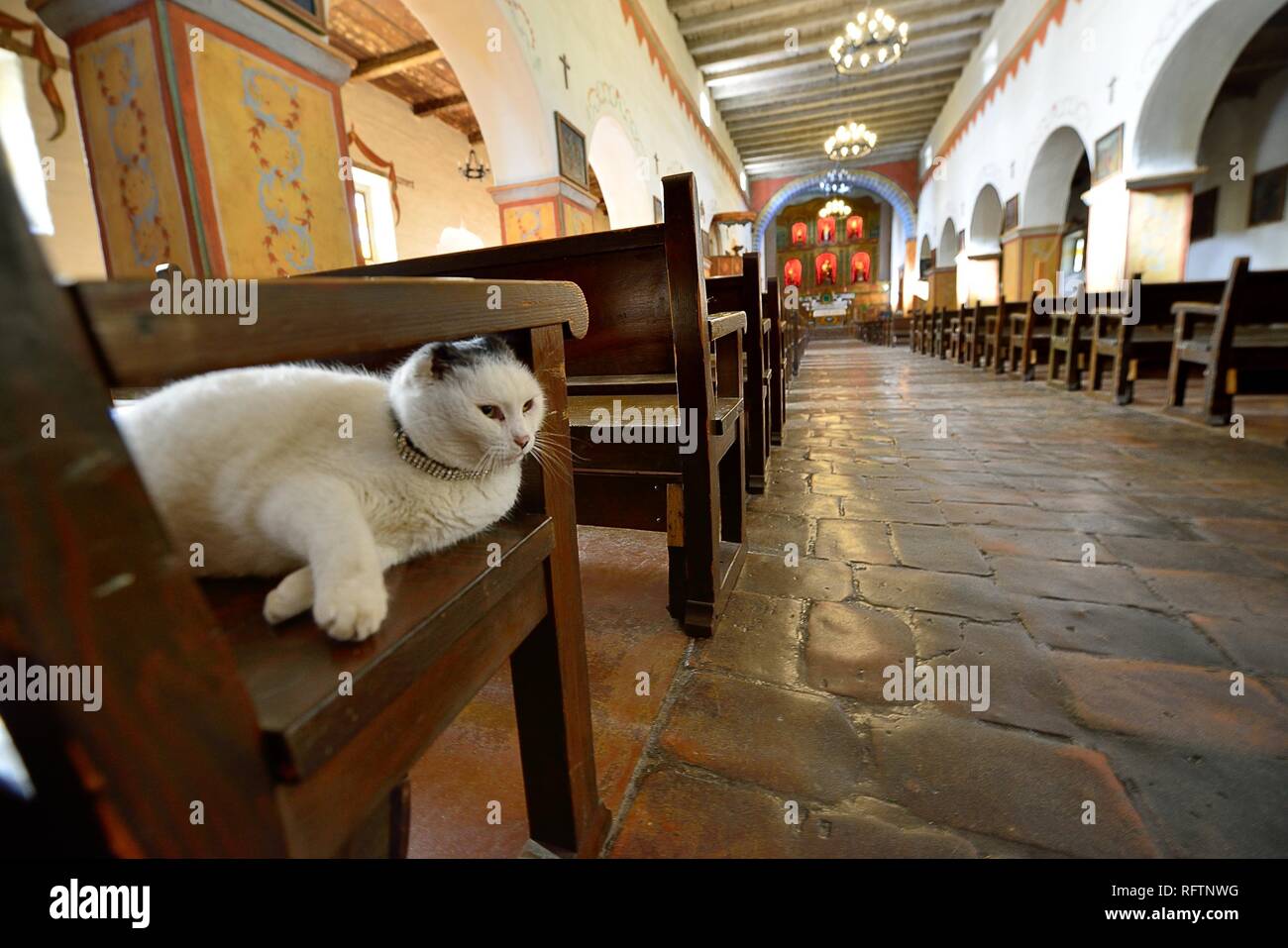 San Juan Bautista, California, USA. 19th Jan, 2019. Sula, a cat that is ...