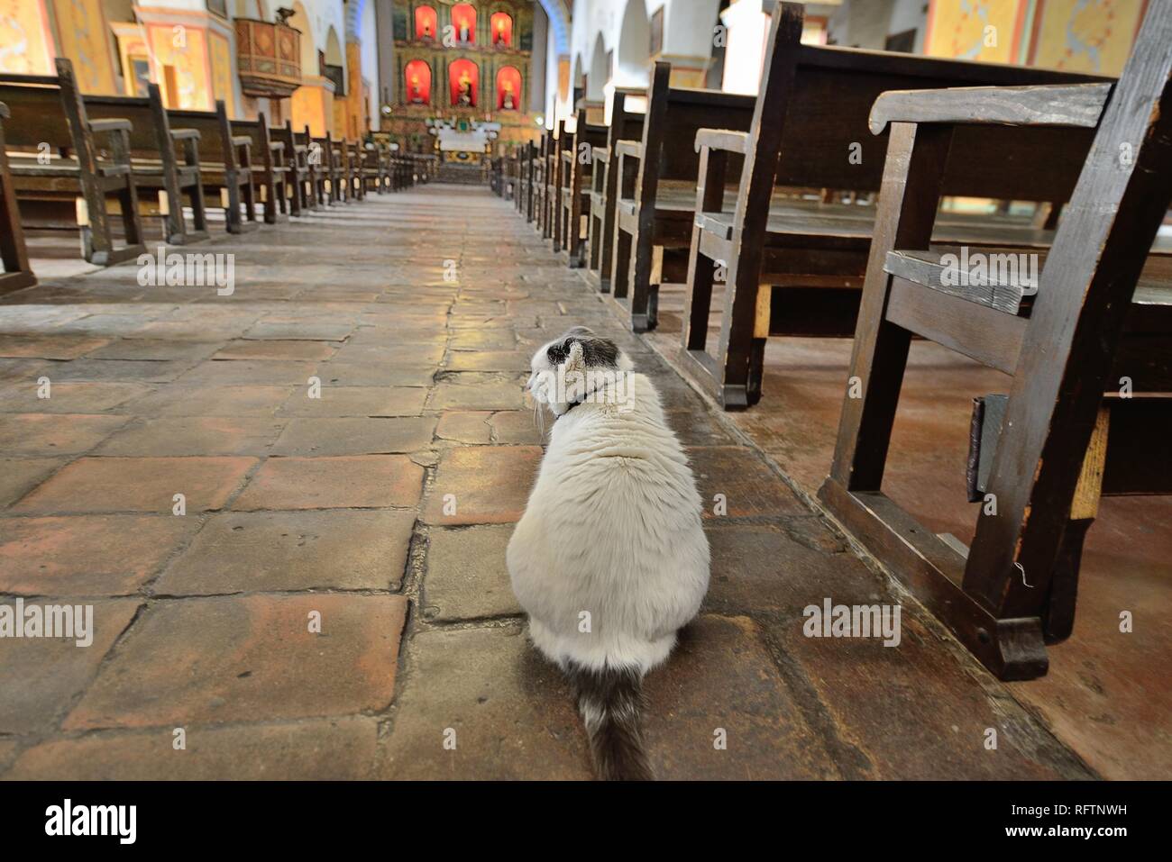 San Juan Bautista, California, USA. 19th Jan, 2019. Sula, a cat that is ...