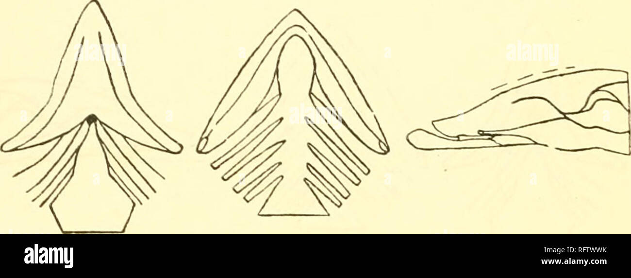 . Carcinoma of the thyroid in the salmonoid fishes. Trout; Thyroid ...