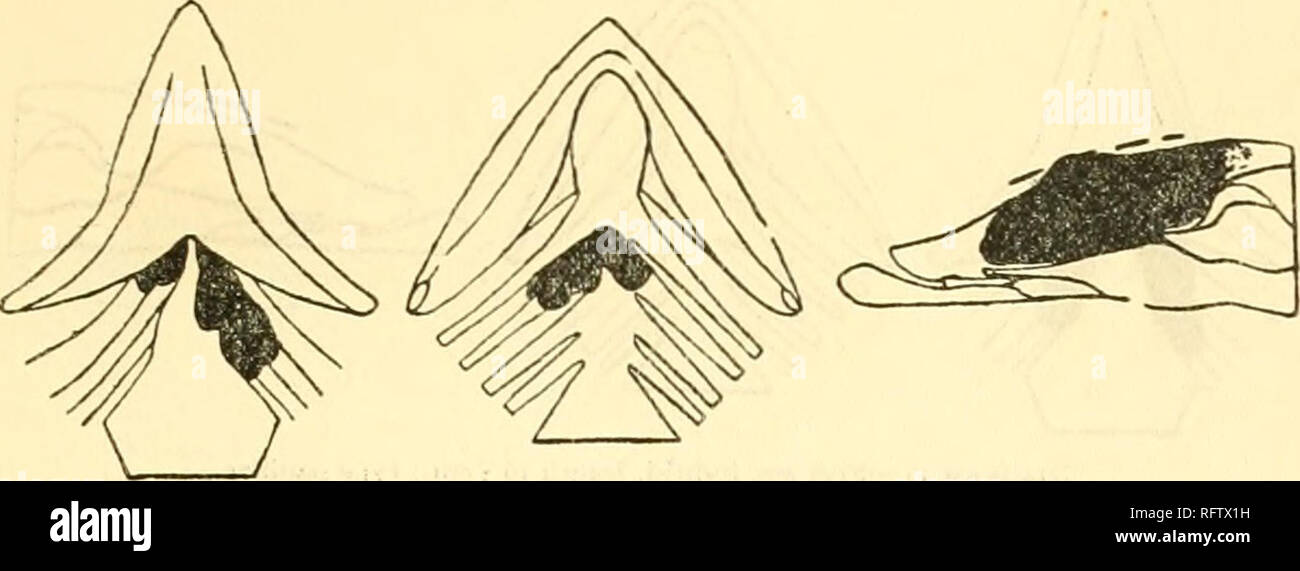 . Carcinoma of the thyroid in the salmonoid fishes. Trout; Thyroid ...