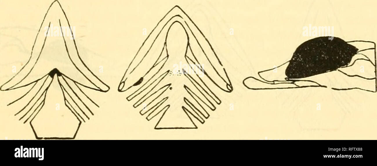 . Carcinoma of the thyroid in the salmonoid fishes. Trout; Thyroid ...